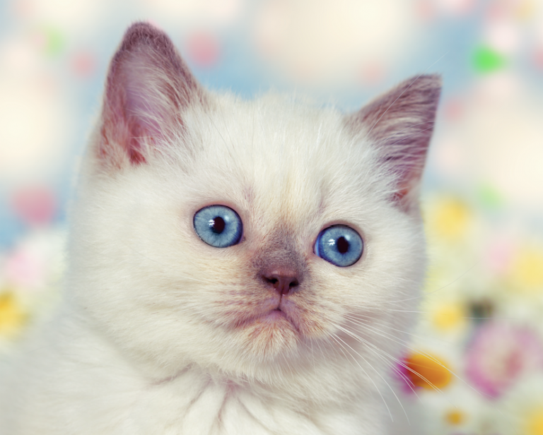 Homemade Kitten Formula | Dr. Sarah Skinner